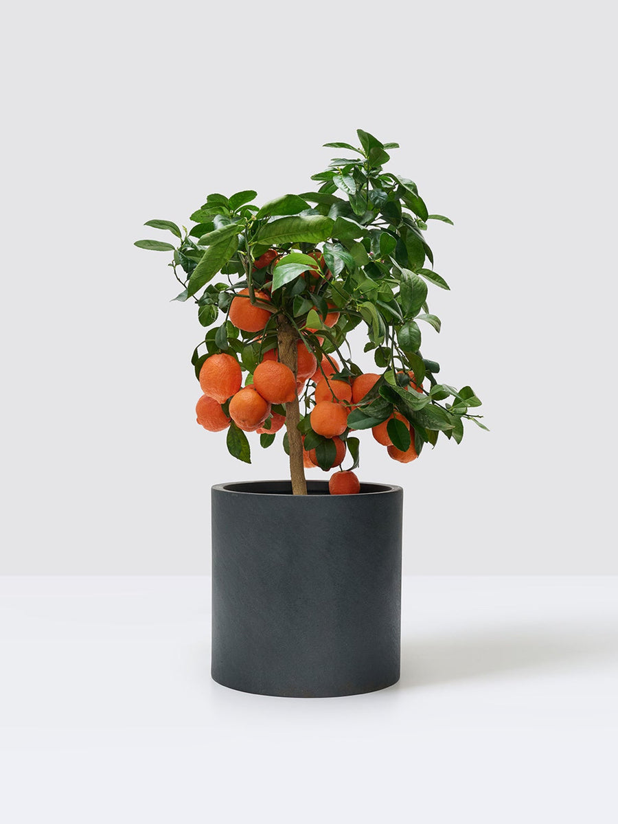 Red Lemon Tree – Collagerie